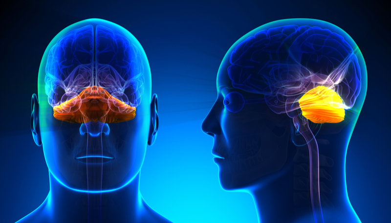 Understanding The Cerebellum: Definition And Function | Mindvalley Blog