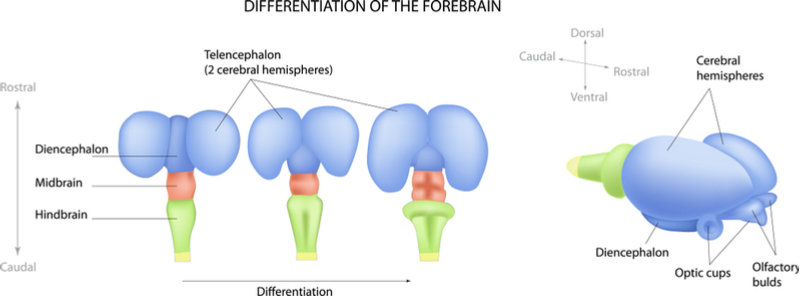Diencephalon Function: Bringing All Your Senses Together - Mindvalley Blog